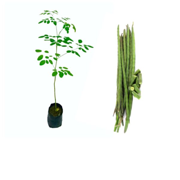 Ceylon Agri – Buy Sri Lankan Plants Online