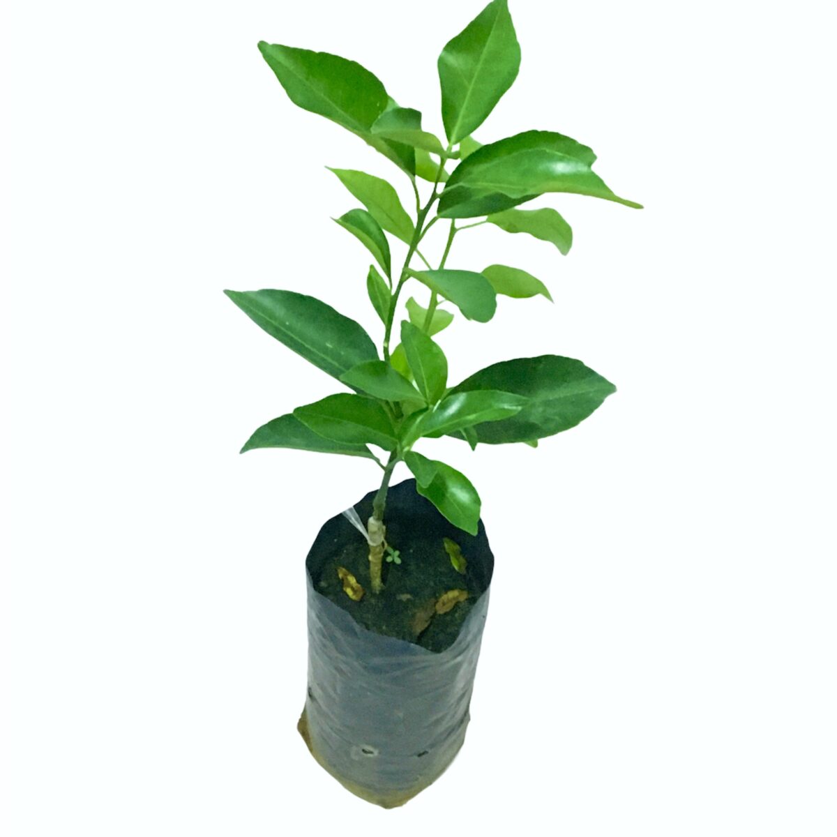 Bakmee Plants in Sri Lanka for sale, Ceylon Agri