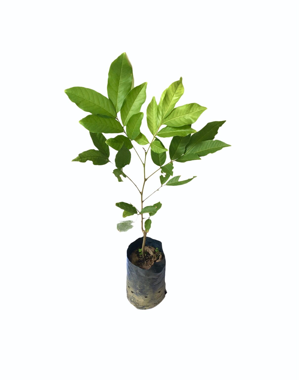 Malwana Rambutan plants are now available from ceylonagri.lk