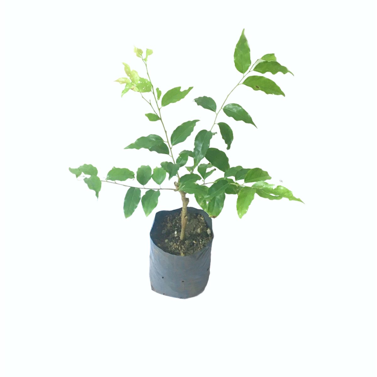 Fruit plants are now available from www.ceylonagri.lk