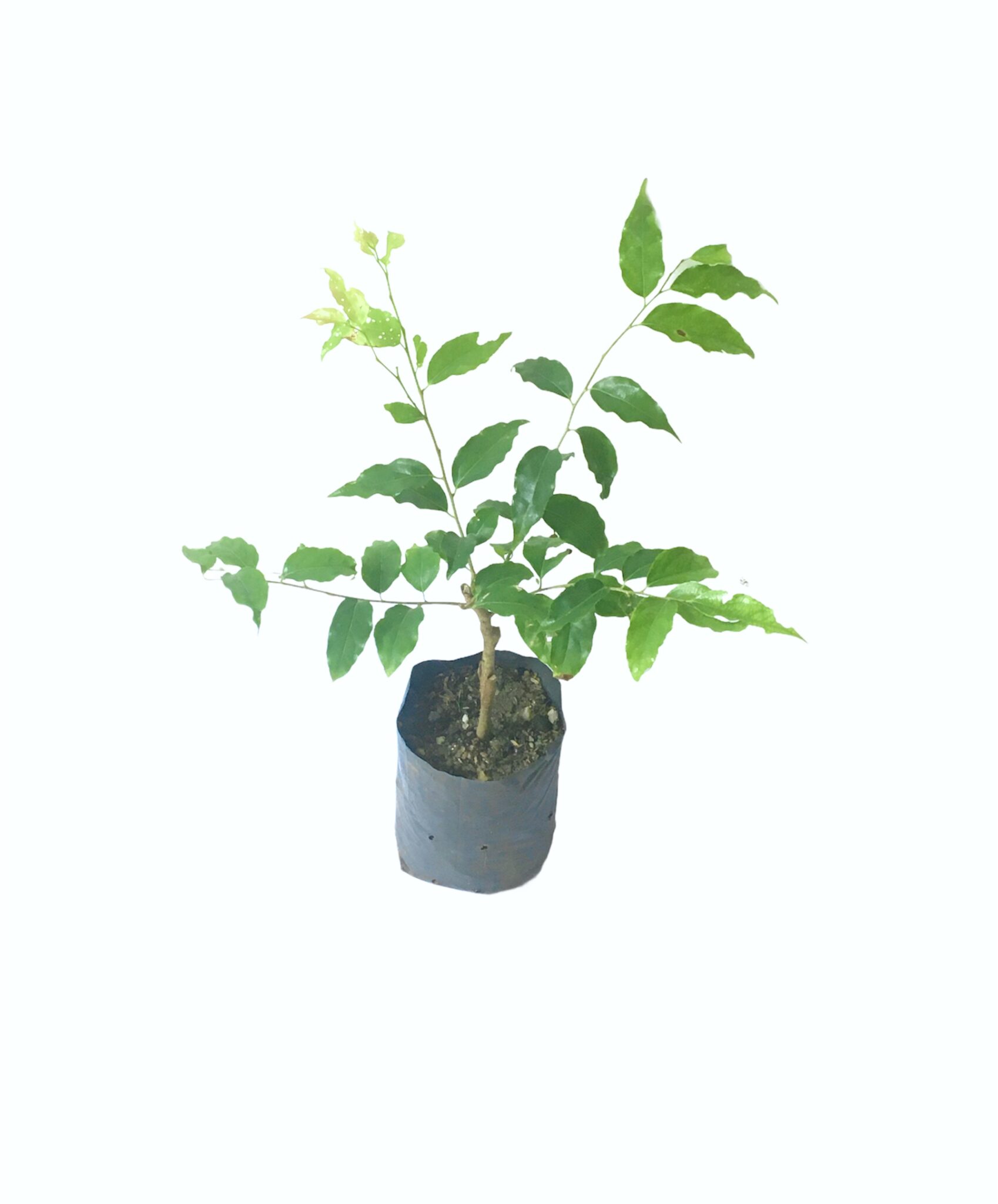 Deshiya Ugurassa plants are now available from ceylonagri.lk