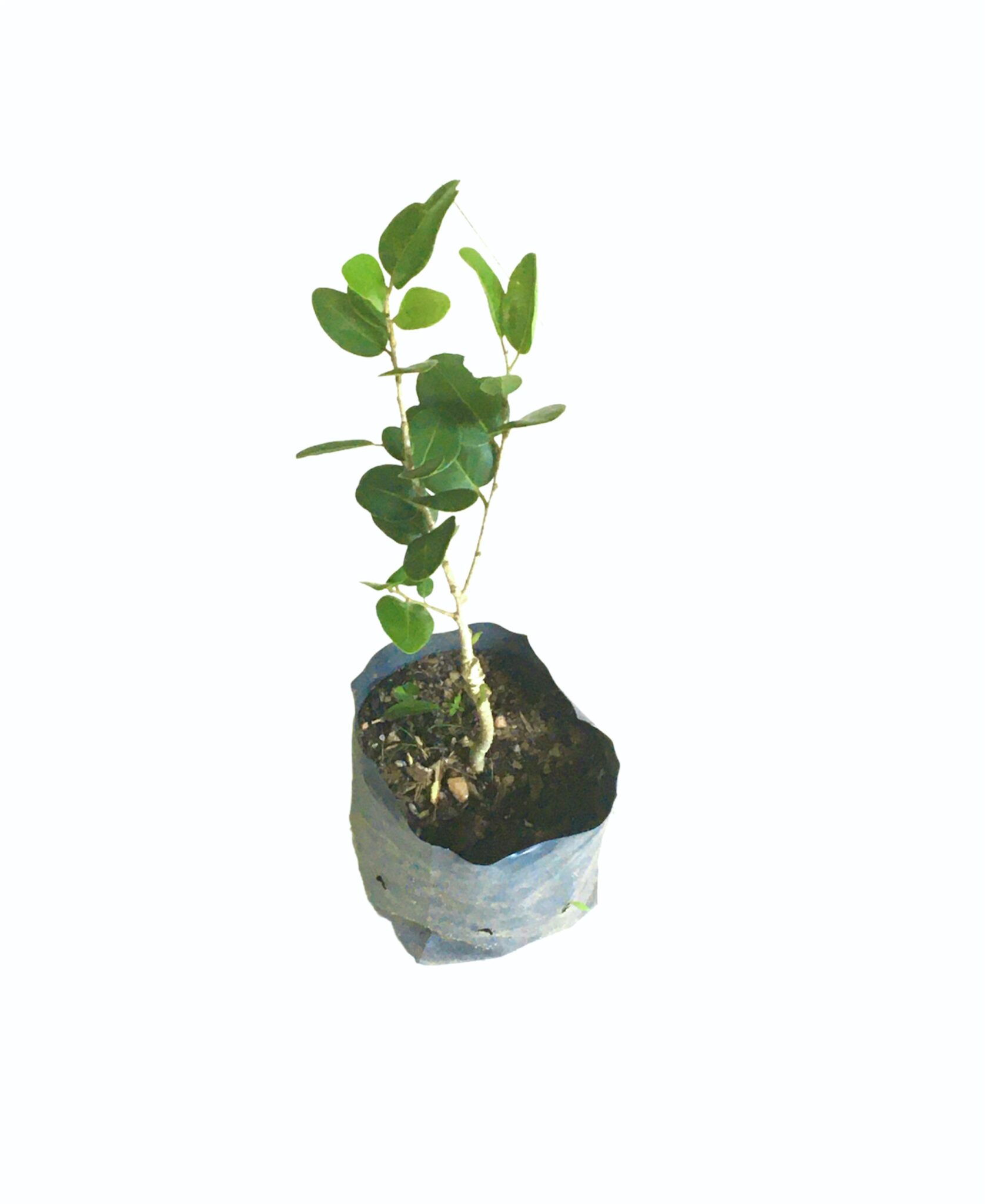 Weera plants are now available from www.ceylonagri.lk