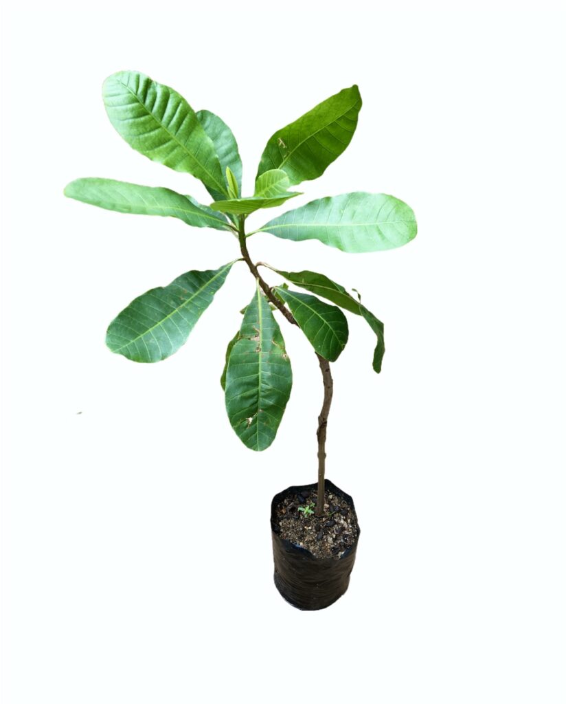 Cashew plants are now available from www.ceylonagri.lk