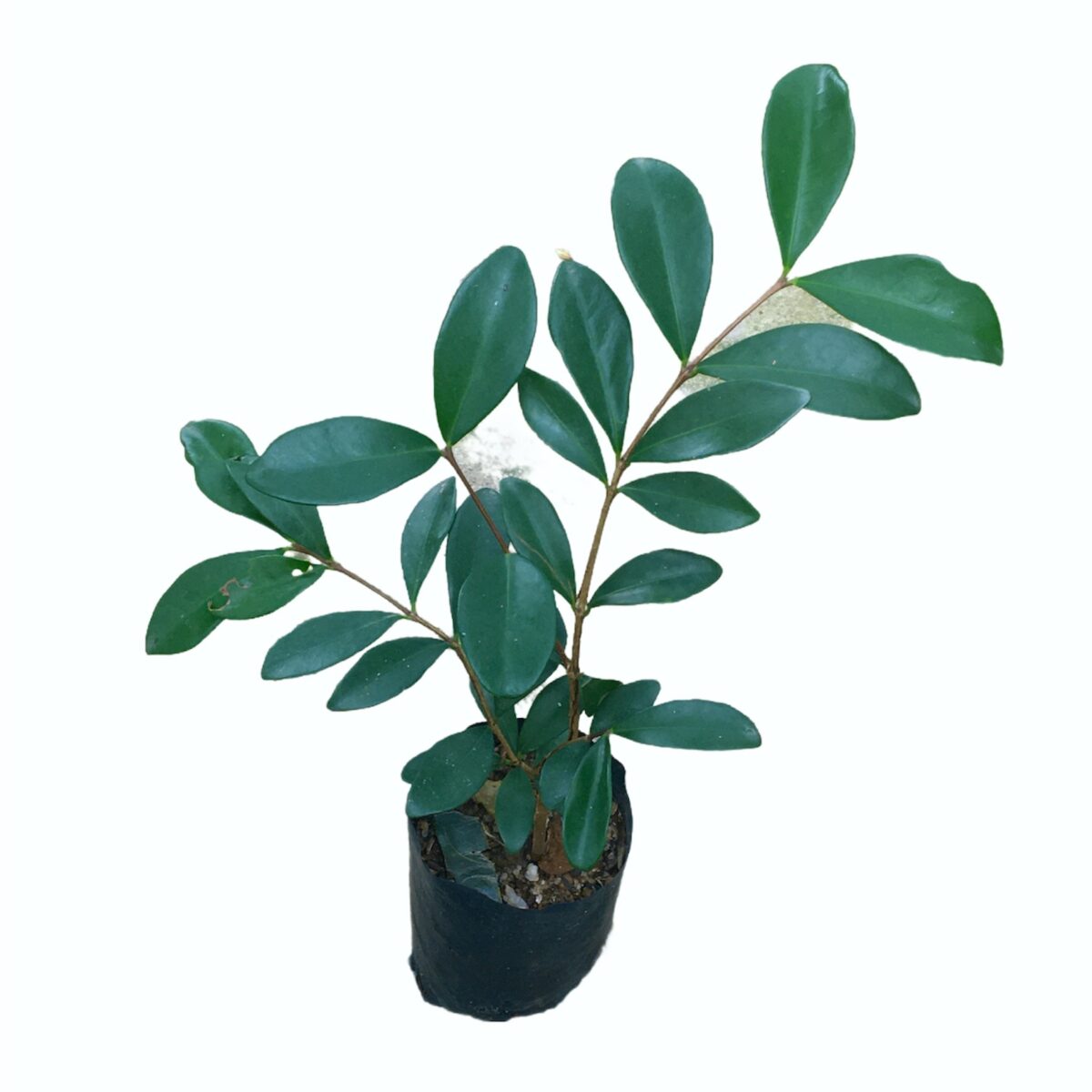 Bakmee Plants in Sri Lanka for sale, Ceylon Agri