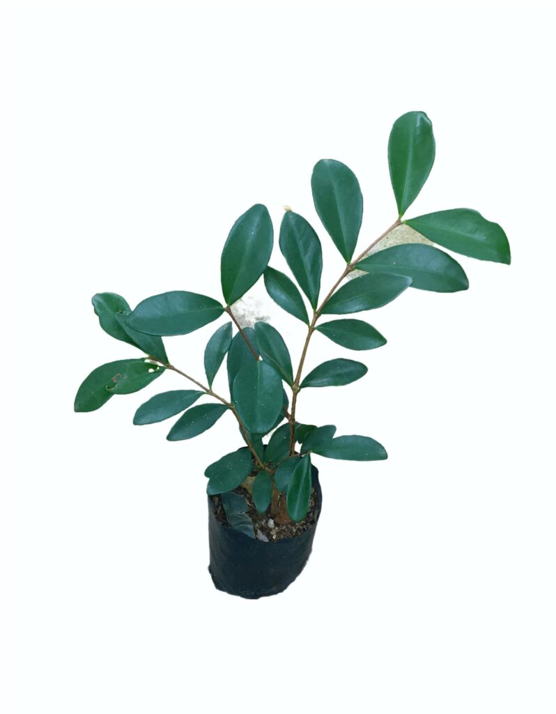 australian Beach Cherry plants are available now from ceylon