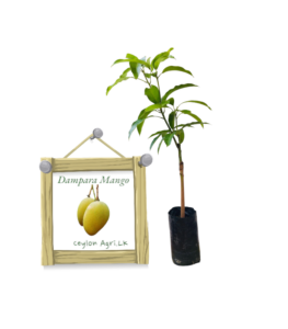 Dampara mango plants are now available - www.ceylonagri.lk