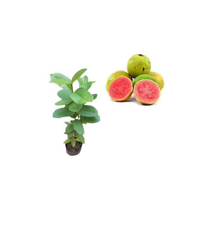 Red Apple Guava Plants in Sri Lanka for sale