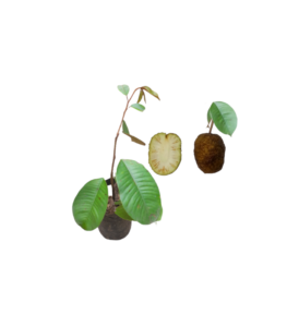 Bakmee Plants in Sri Lanka for sale, Ceylon Agri