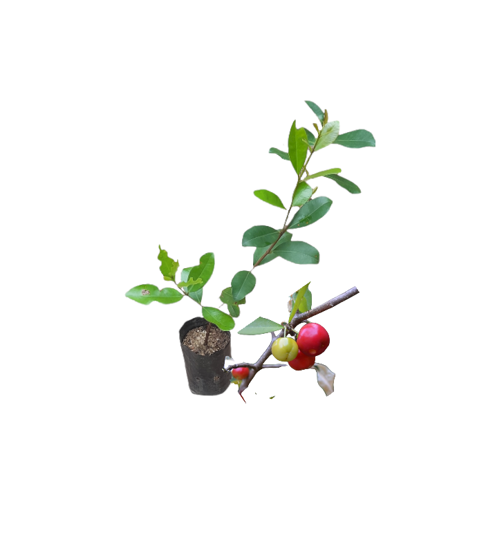 Barbados Cherry Plants on sale now from Ceylon Agri