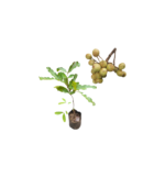 Ceylon Oak or Kon Fruit Plants for sale now on Ceylon Agri