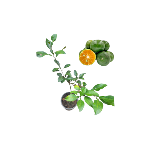 Ceylon Mulberry Plants for sale now from Ceylon Agri.lk