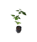 Indian beech tree / Magul karada plants now available