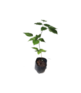 Indian beech tree / Magul karada plants now available