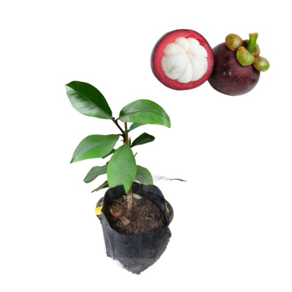 Indian beech tree / Magul karada plants now available