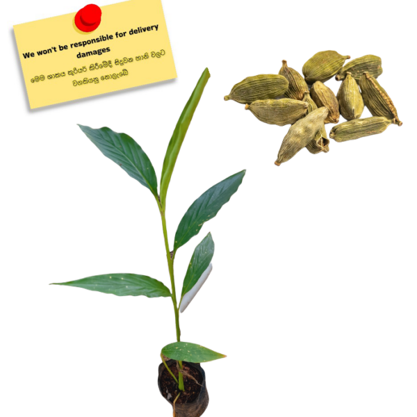 Rosemary plants are now available from www.ceylonagri.lk