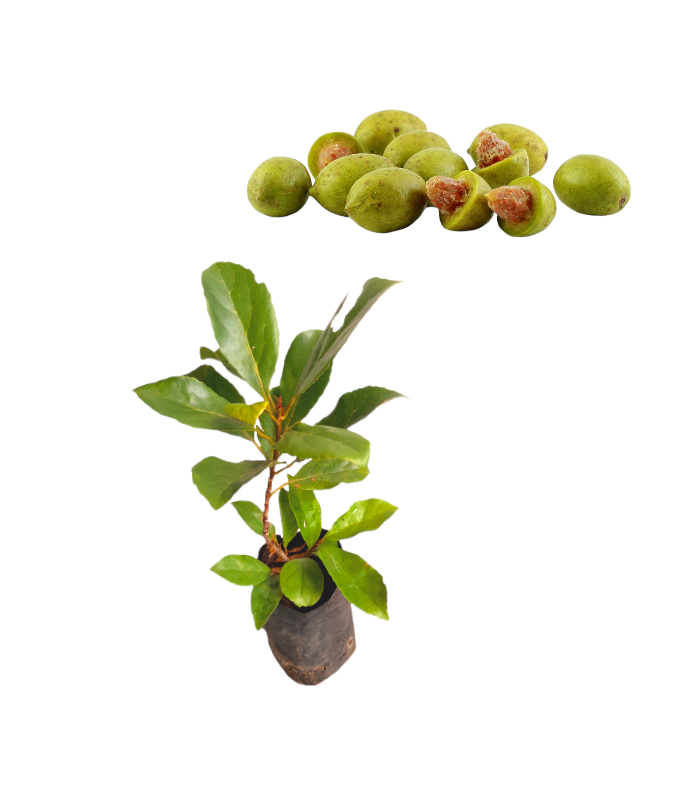 Ceylon olive plants are now available from ceylonagri.lk