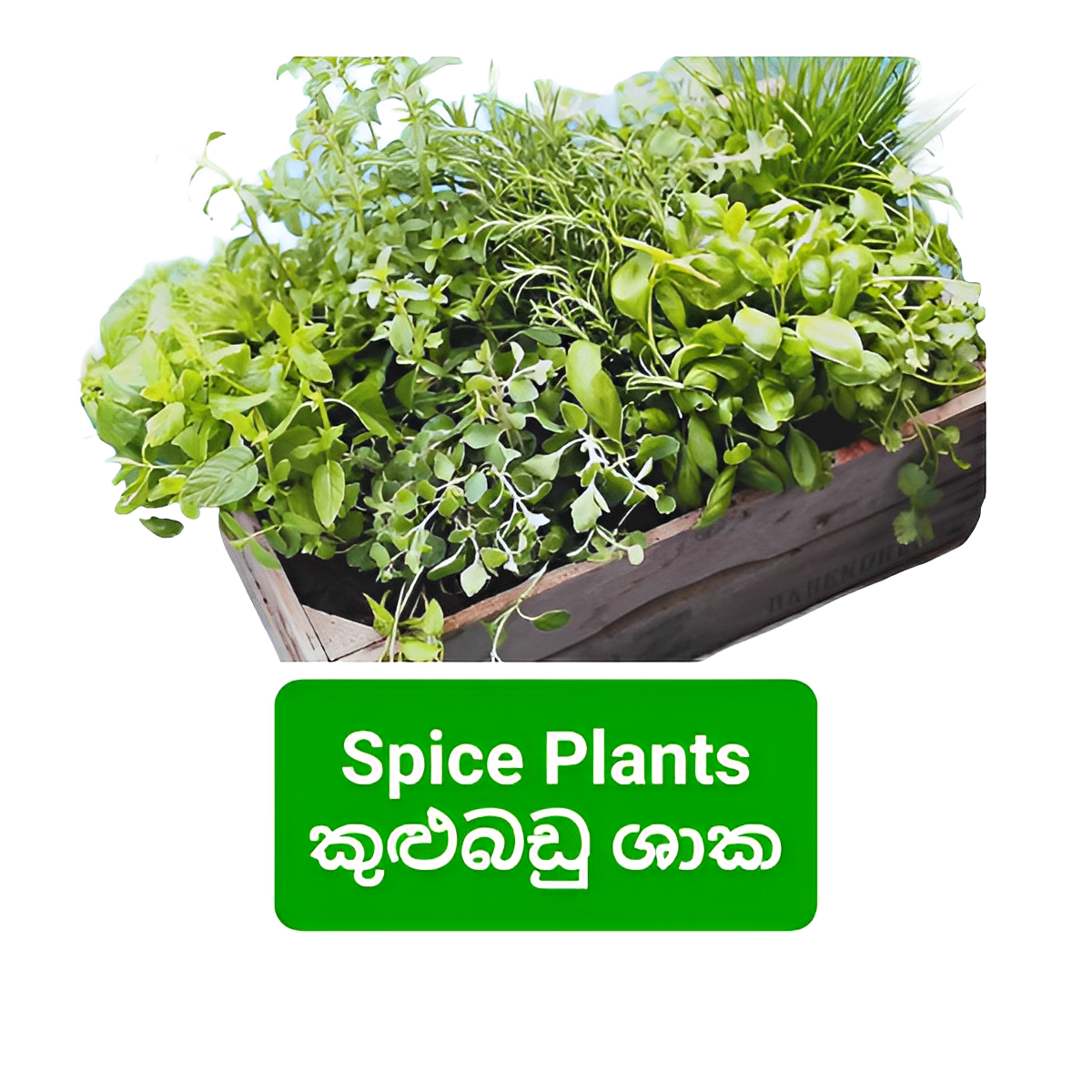 Spice plants are now available from www.ceylonagri.lk