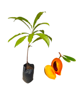 Sapote | Lavulu plants are now available - www.ceylonagri.lk