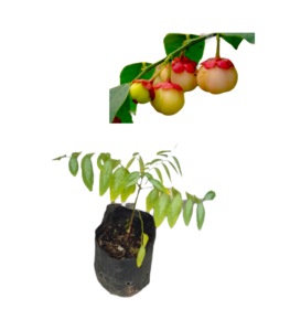 Japan Batu are available now from www.ceylonagri.lk