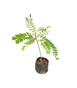 Kathurumurunga plants are available from www.ceylonagri.lk