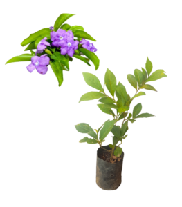 YTT plants are available now from www.ceylonagri.lk