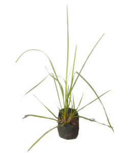 Vetiver Grass / Savandara plants are now available