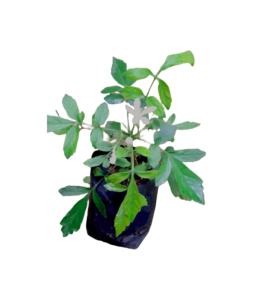 Bin Kohomba plants are now available from www.ceylonagri.lk