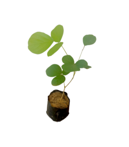 Kaala plants are available now from www.ceylonagri.lk