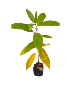 Aththikka plants are available now from www.ceylonagri.lk