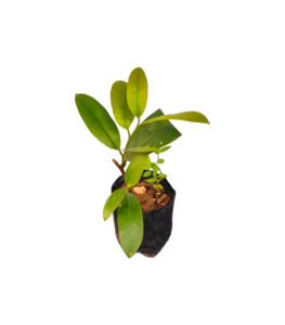 Samadara plants are available now from www.ceylonagri.lk