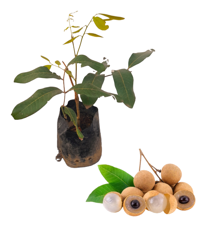 Bangkok sweet longan plants are from www.ceylonagri.lk