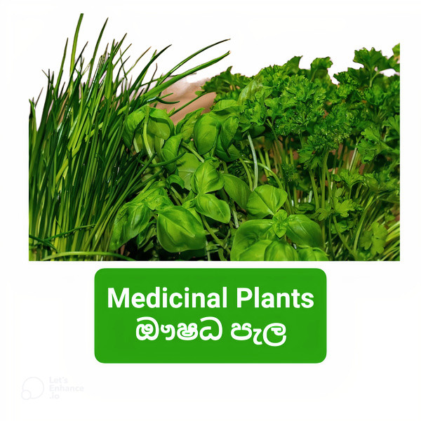 Medicinal plants are now available from www.ceylonagri.lk