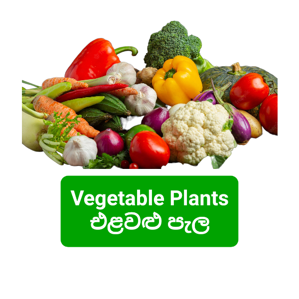 Vegetable plants are now available from www.ceylonagri.lk