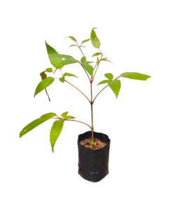 Kalu Nika plants are now available from www.ceylonagri.lk