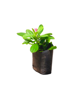 Gas Nivithiya plants are now available from www.ceylonagri.l