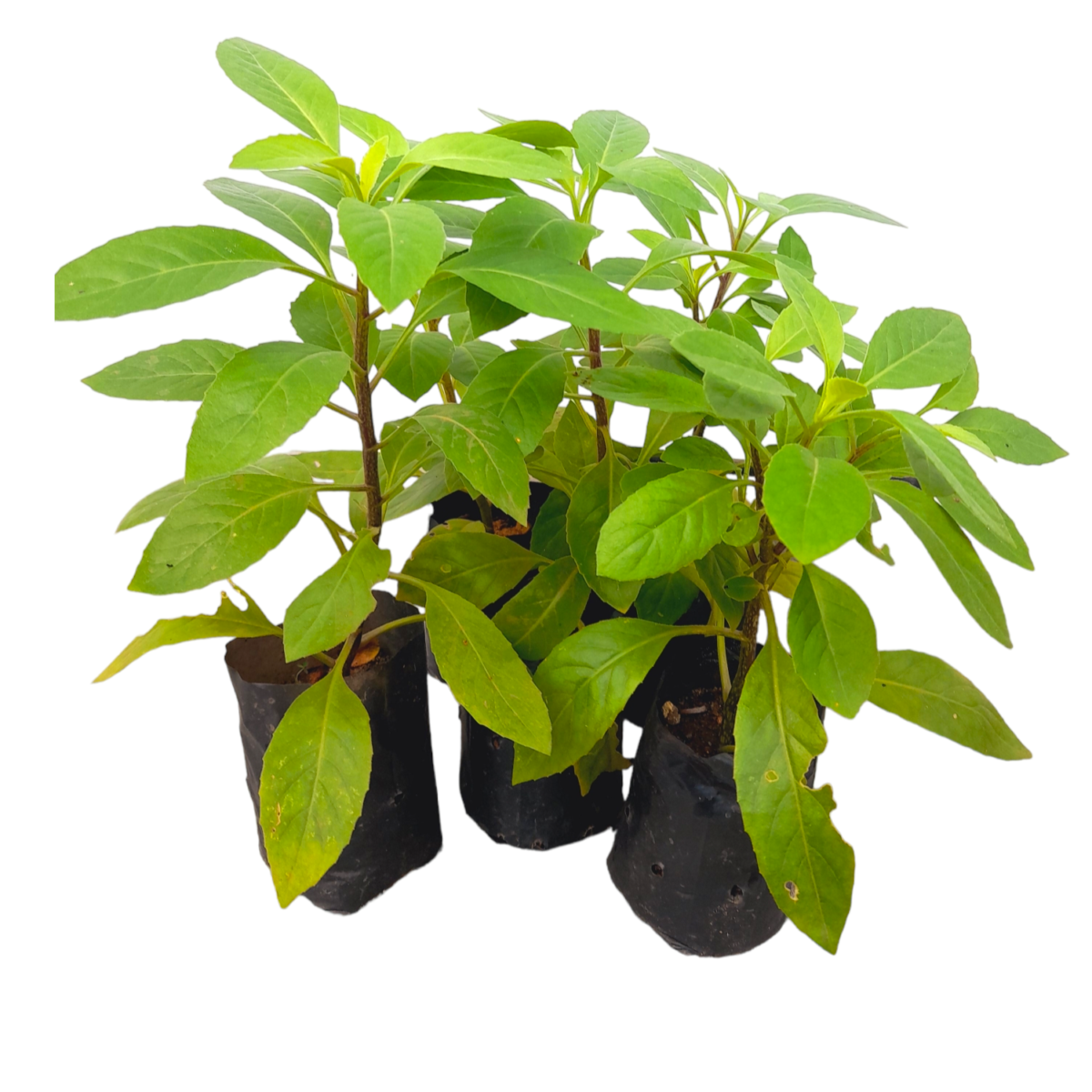 Fruit plants are now available from www.ceylonagri.lk