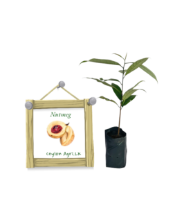 Sadikka | Nutmeg | සාදික්කා - Ceylon Agri