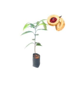 Sadikka | Nutmeg | සාදික්කා - Ceylon Agri