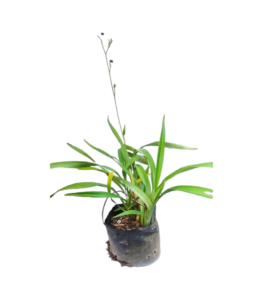 Dutu Sathutu | දුටු සතූටු - Ceylon Agri