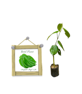 Bulath | Betel Plant | බුලත් - Ceylon Agri