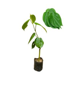Bulath | Betel Plant | බුලත් - Ceylon Agri